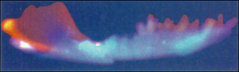 Fossilized Alphadon Jaw